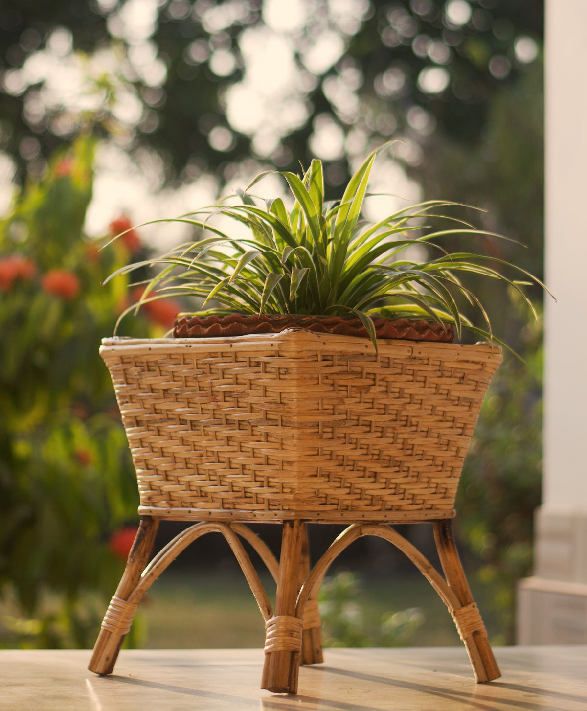 Cane Planter 2 — Khojcrafts